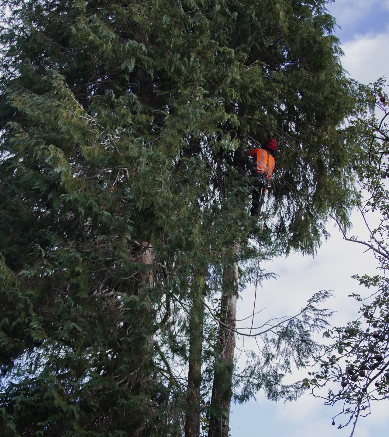 Gallery | Tree Beard Tree Surgery Ltd