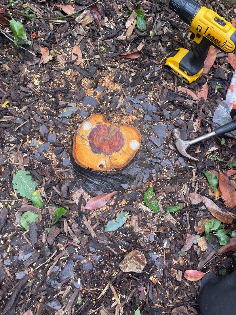 Using Eco Plugs To Kill Tree Stumps | Tree Beard Tree Surgery Ltd