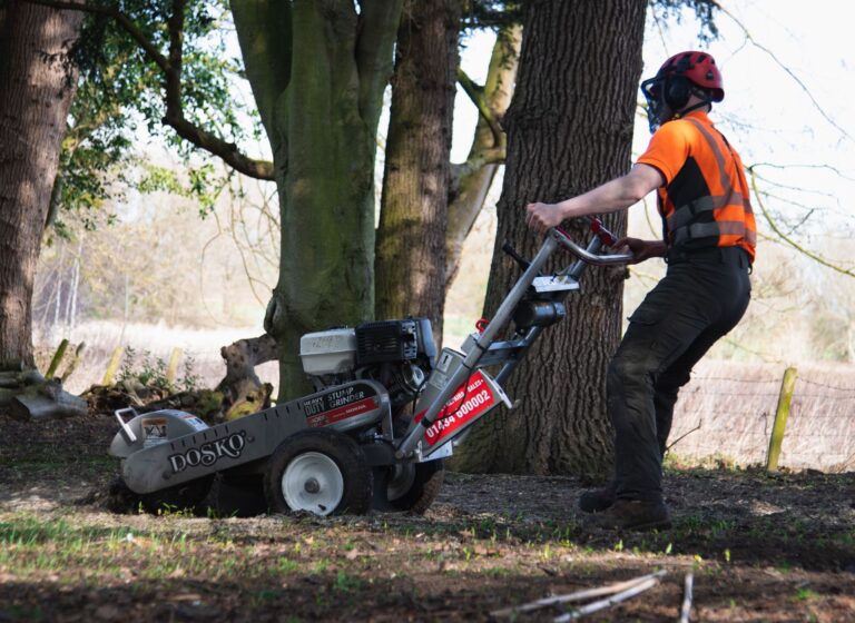 How much does stump grinding cost? | Tree Beard Tree Surgery Ltd
